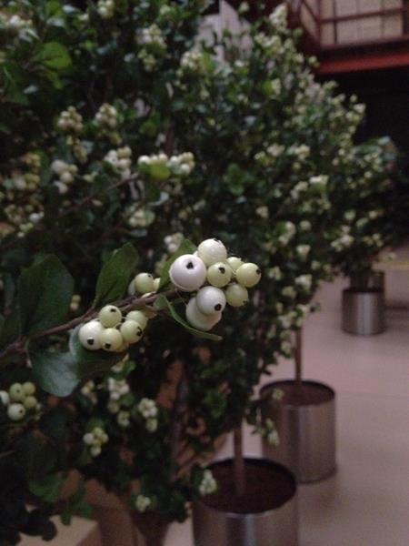 Dancing Berry – Trees Company