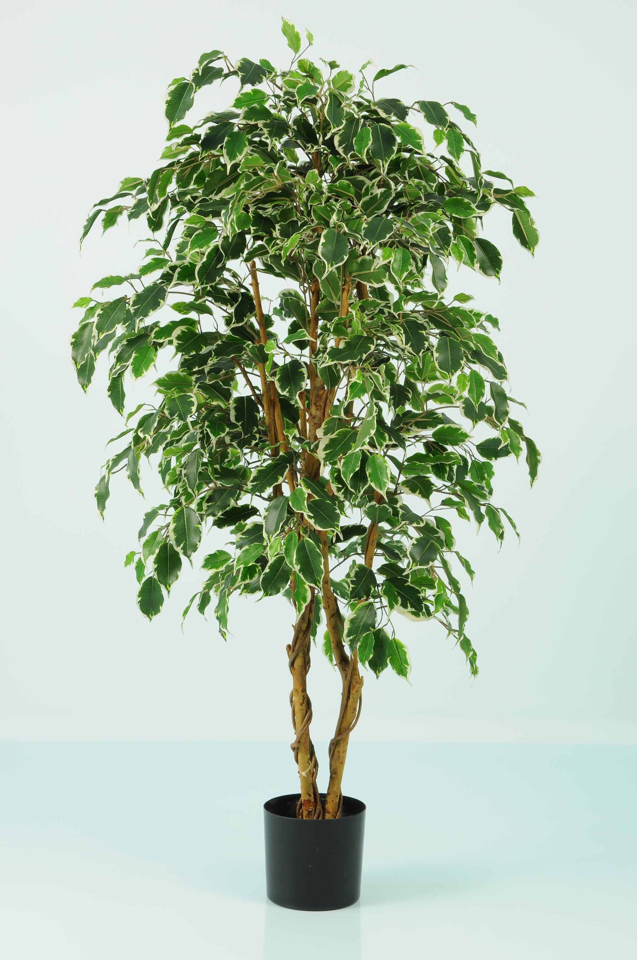 Ficus Varigated – Trees Company