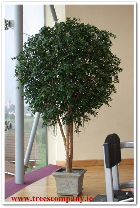 Ficus Giant – Trees Company