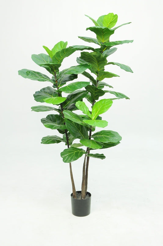 Fiddle Leaf x3 Heads – Trees Company