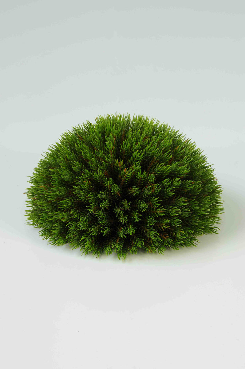 Picca Pine Half Ball – Trees Company
