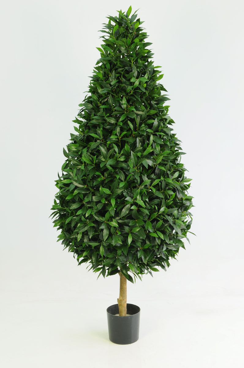 Sweet Bay Tree – Trees Company