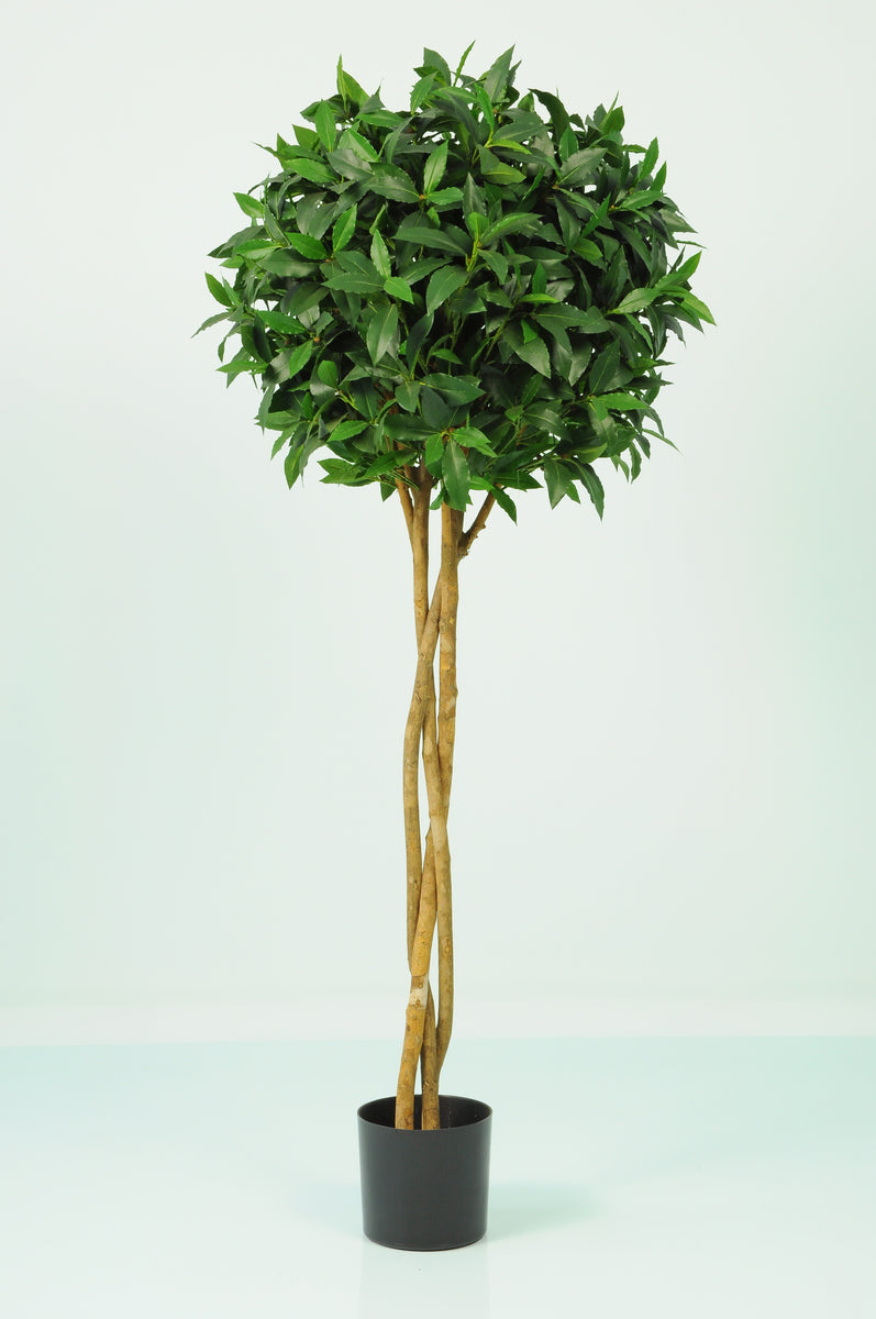 Sweet Bay Braid Tree – Trees Company